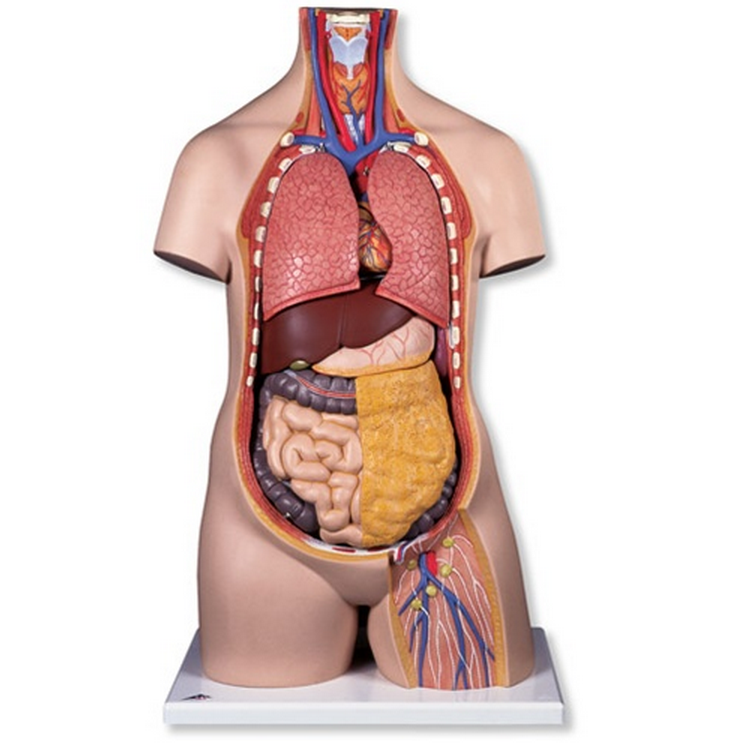 9 Study Tips To Help You Learn Human Anatomy 9 Study Tips To Help You Learn Human Anatomy